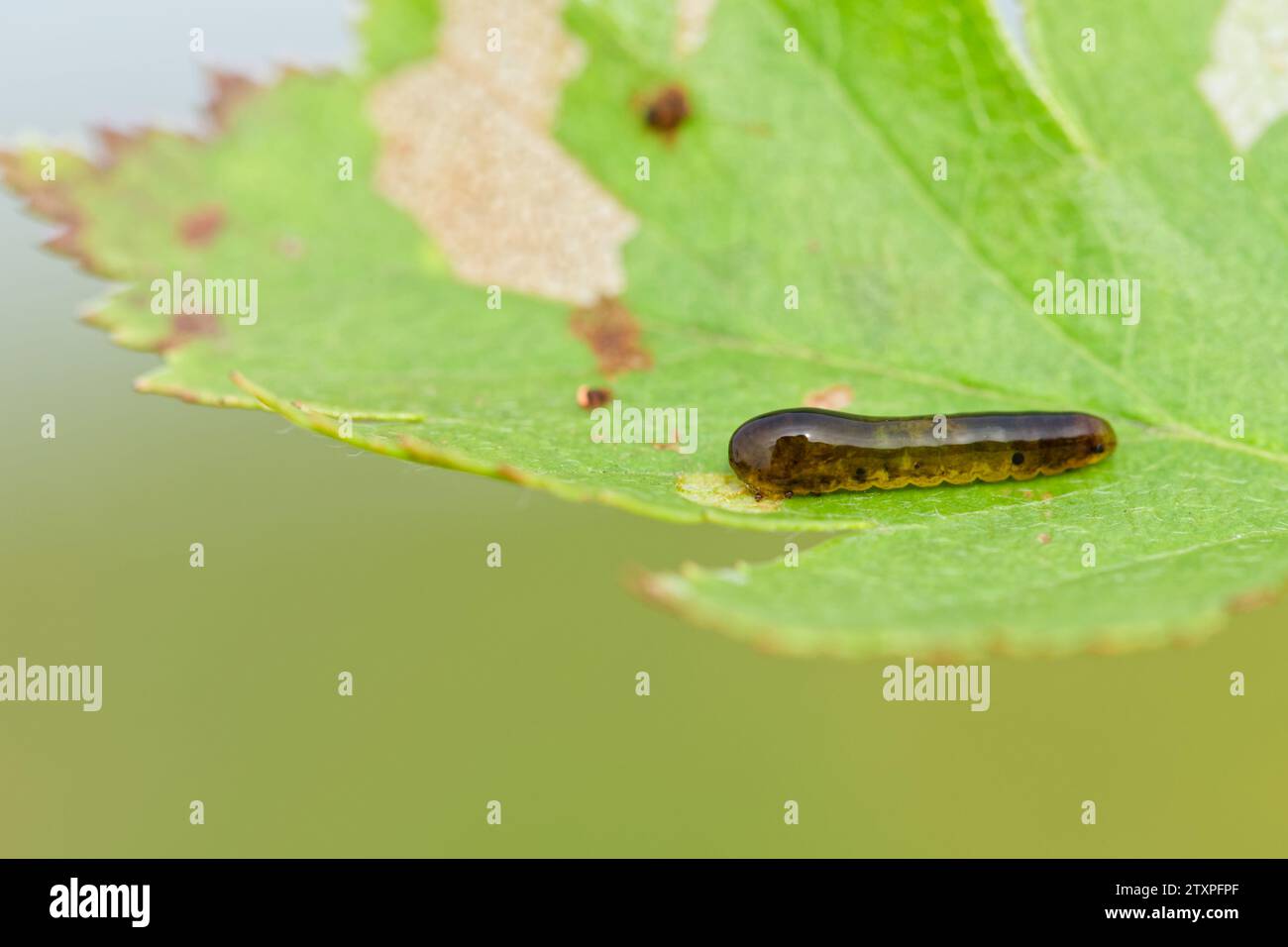 Pear slug hi-res stock photography and images - Alamy