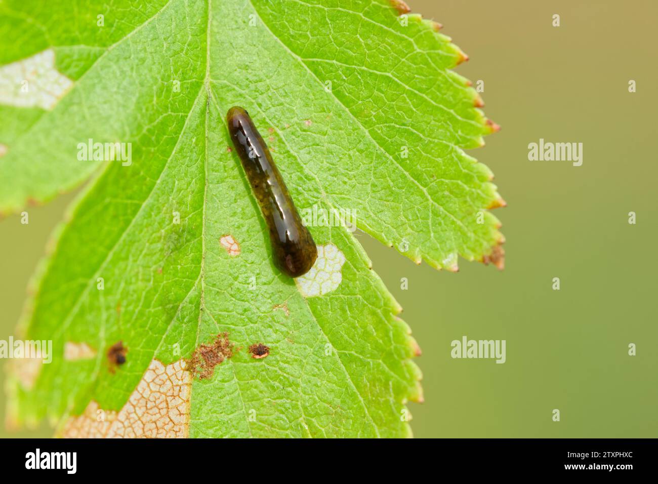 Pear slug larva (Caliroa cerasi Stock Photo - Alamy