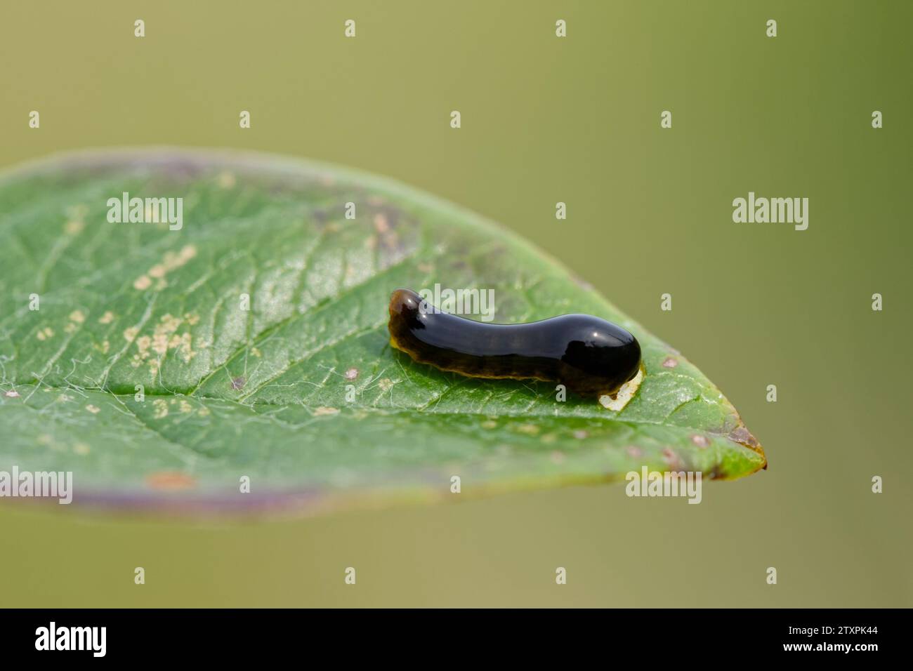 Pear slug hi-res stock photography and images - Alamy