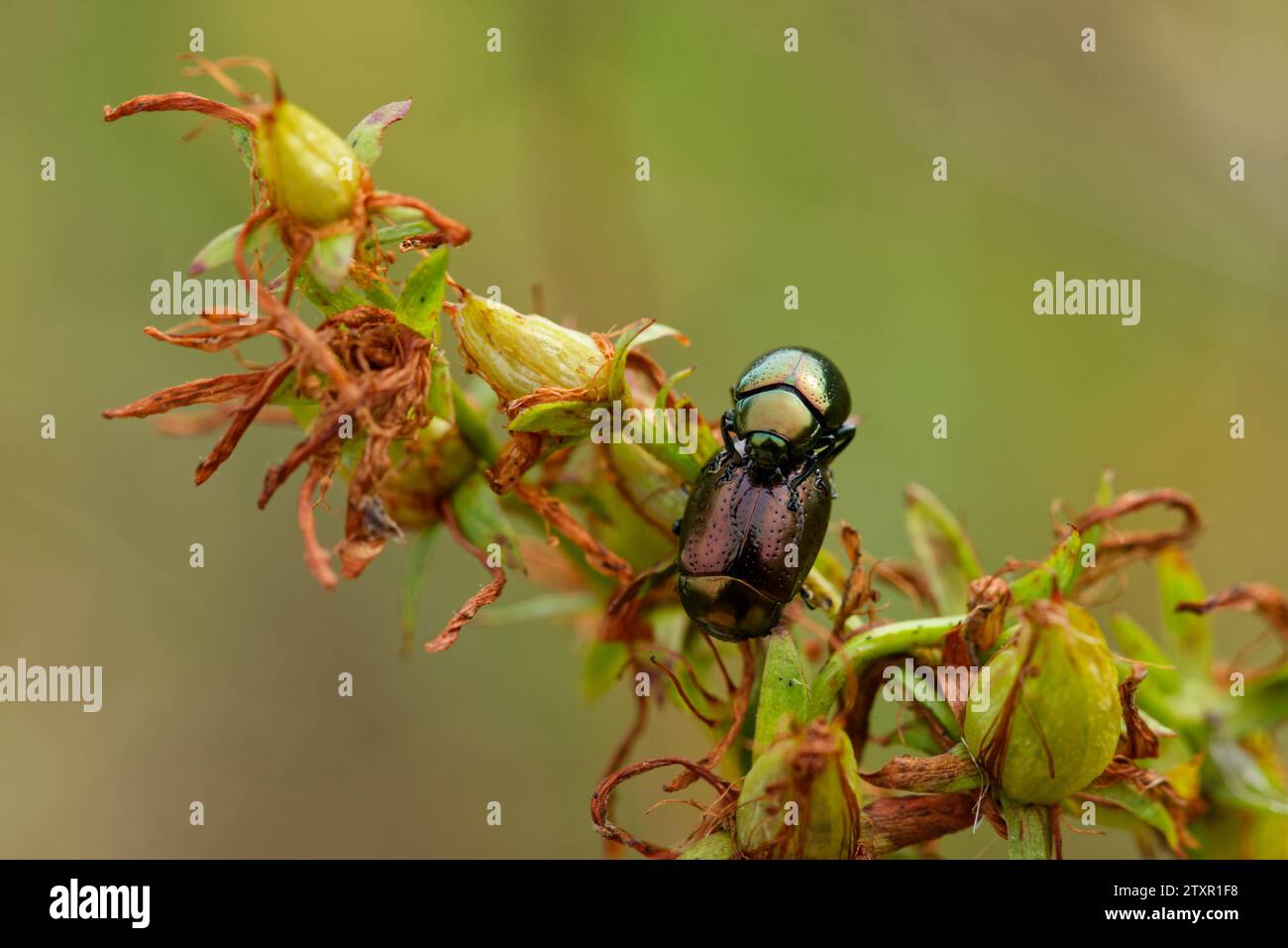 Saint John's wort beetles mating (Chrysolina hyperici Stock Photo - Alamy