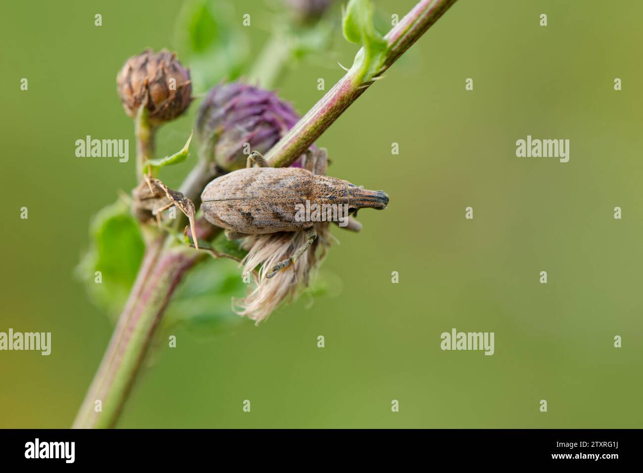 Sluggish thistle weevil (Cleonis pigra Stock Photo - Alamy