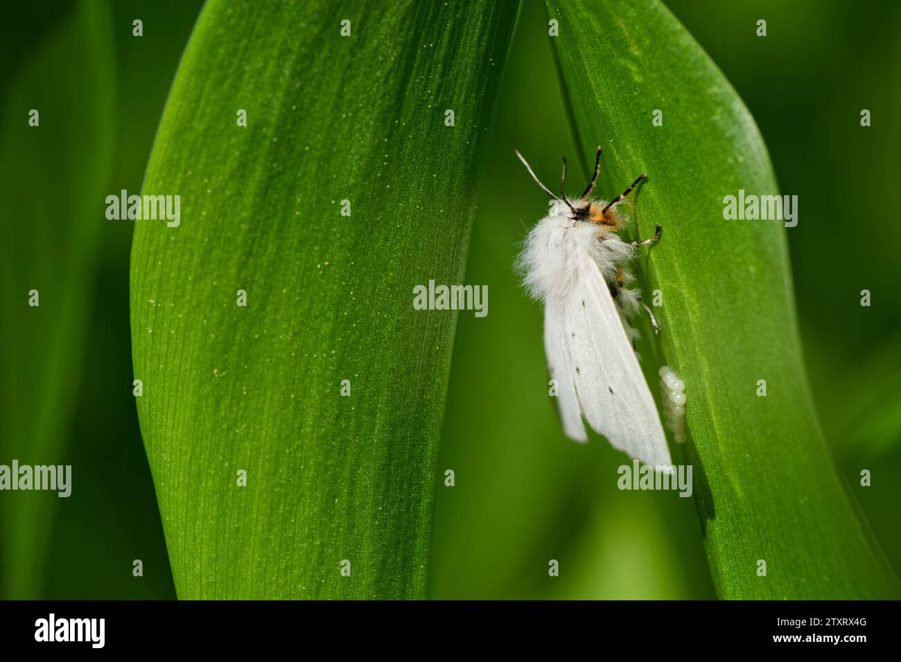 Muslin moth hi-res stock photography and images - Alamy