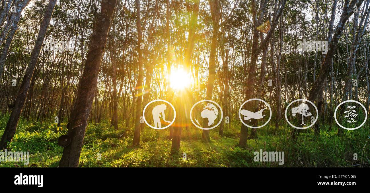 Tourism resources and agricultural learning, Rubber plantation farming ...