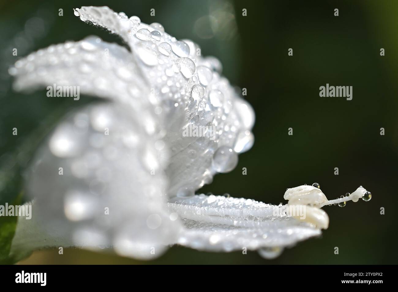 Dew drops on the leaves and flowers on a winter morning at Agartala ...
