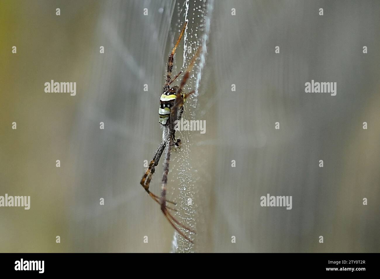 Collecting plankton hi-res stock photography and images - Alamy