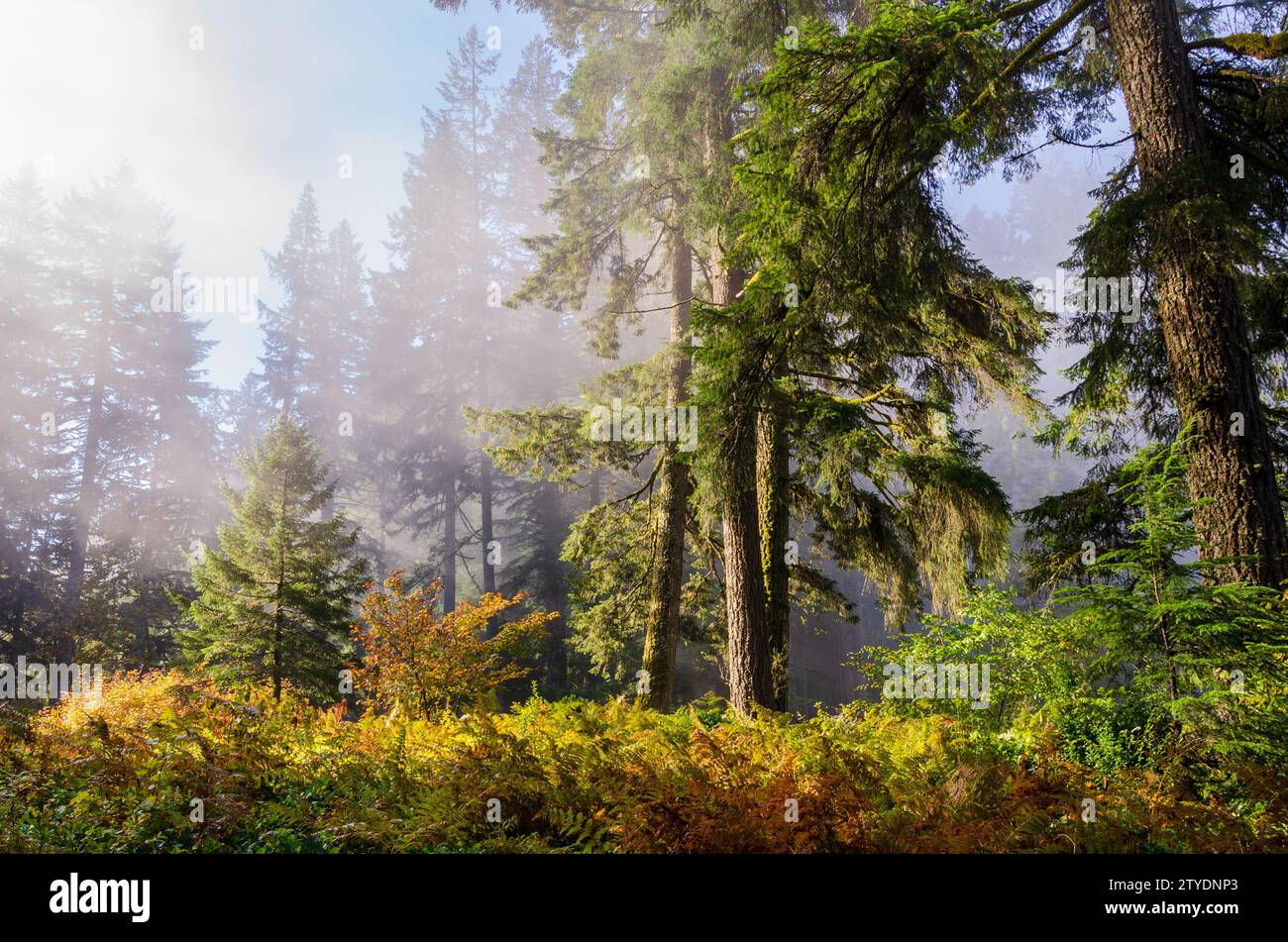 Sunrise Through the Canopy of Silver Falls State Park, the largest ...