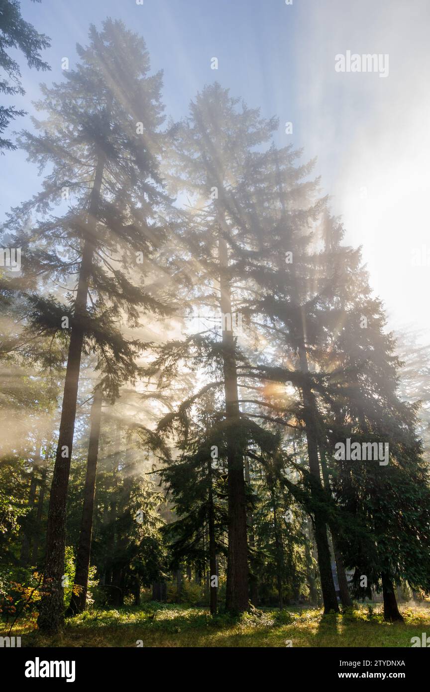 Sunrise Through the Canopy of Silver Falls State Park, the largest ...