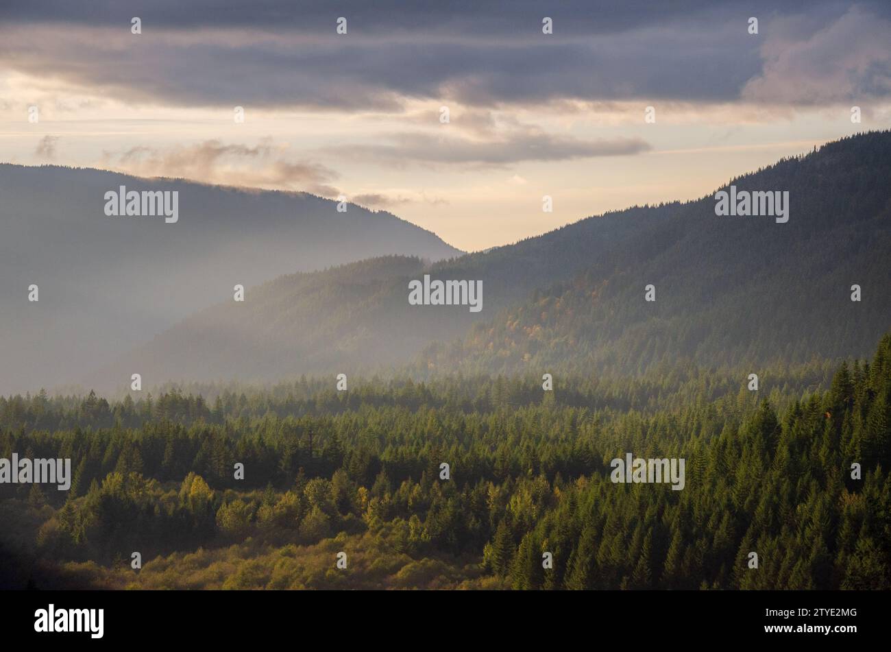 Forest silhouette cascade mountains oregon hi-res stock photography and ...