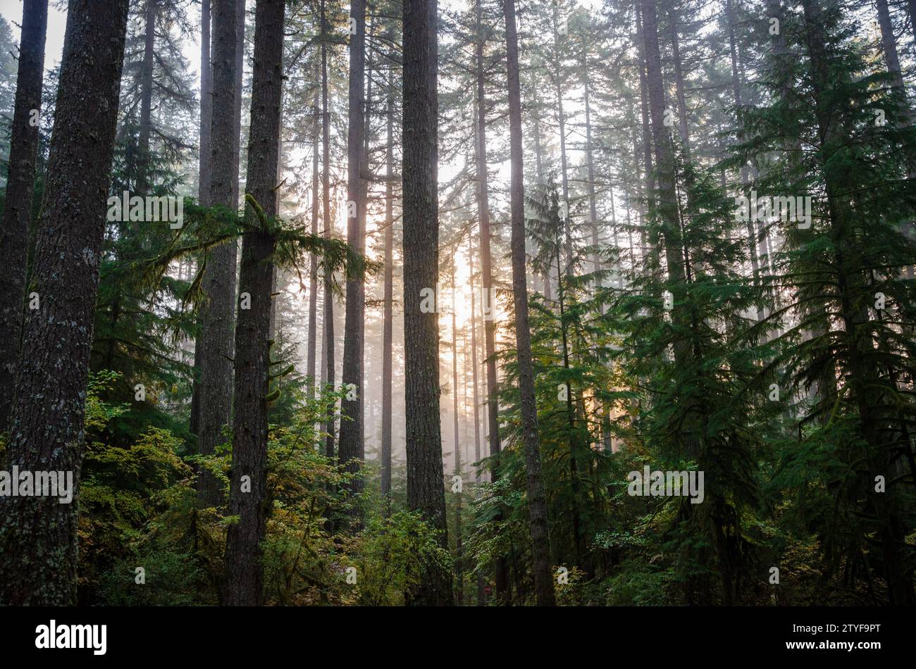 Sunrise Through the Canopy of Silver Falls State Park, the largest ...