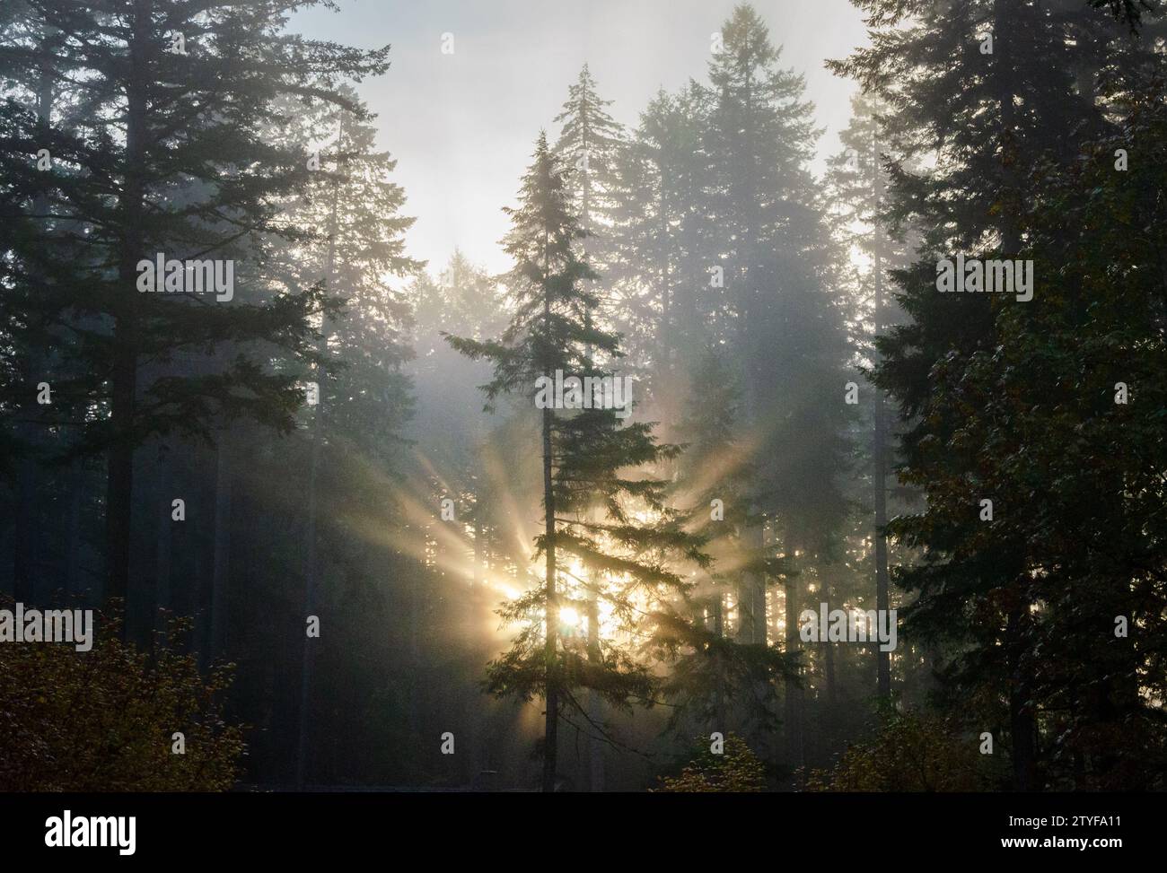 Sunrise Through the Canopy of Silver Falls State Park, the largest ...