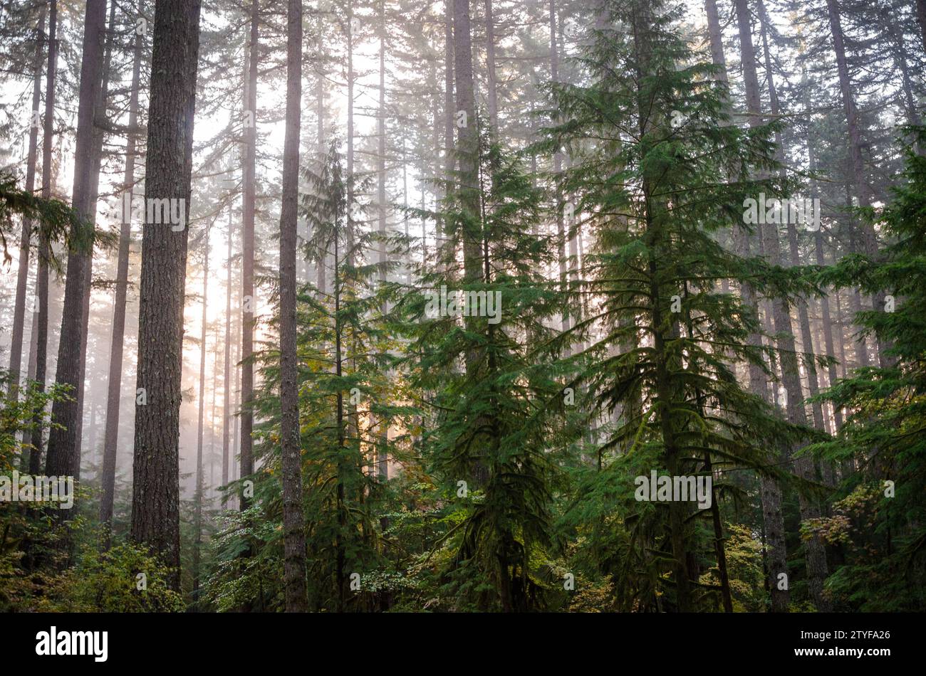 Sunrise Through the Canopy of Silver Falls State Park, the largest ...