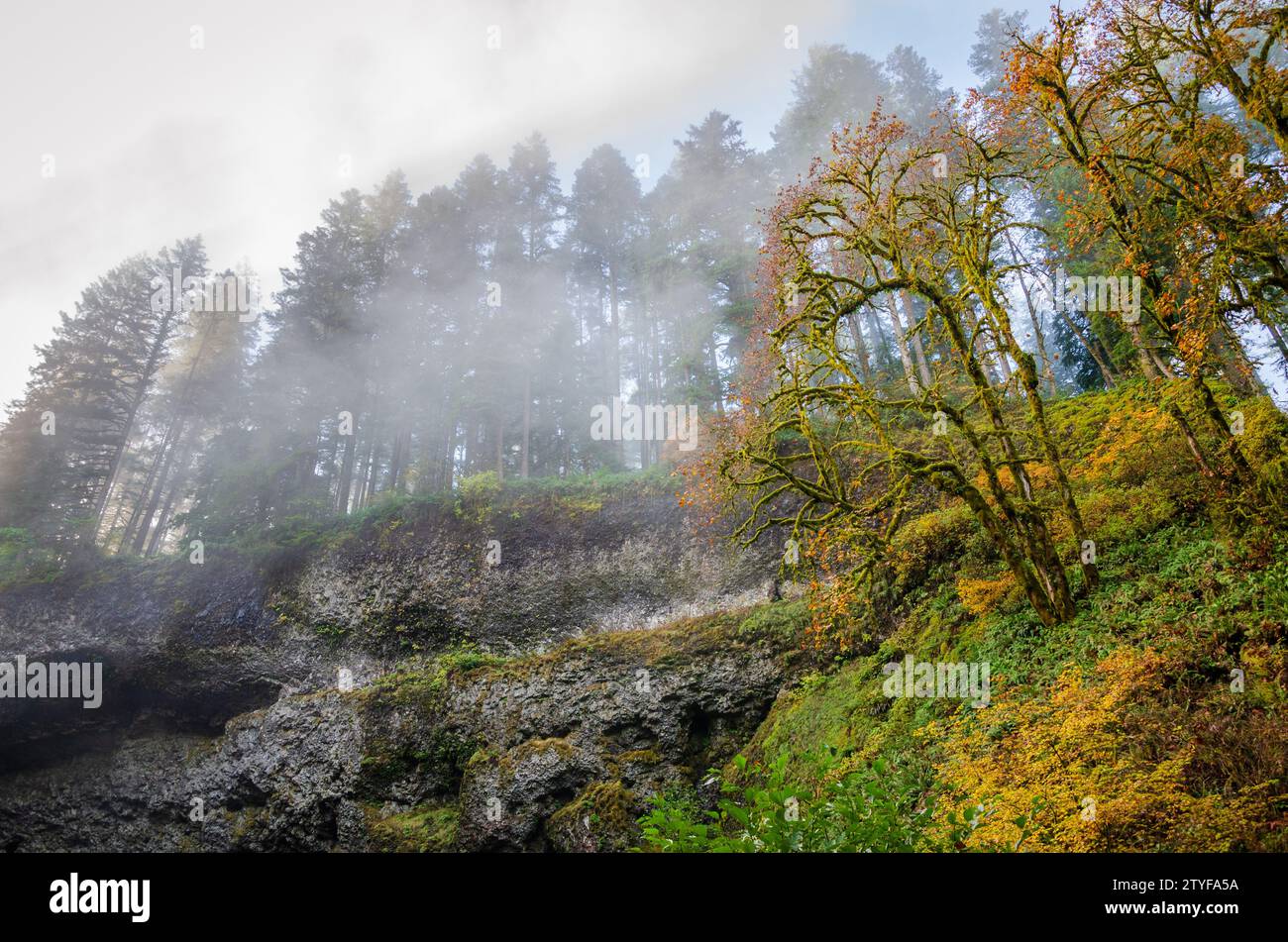 South Falls at Silver Falls State Park, the largest state park in ...