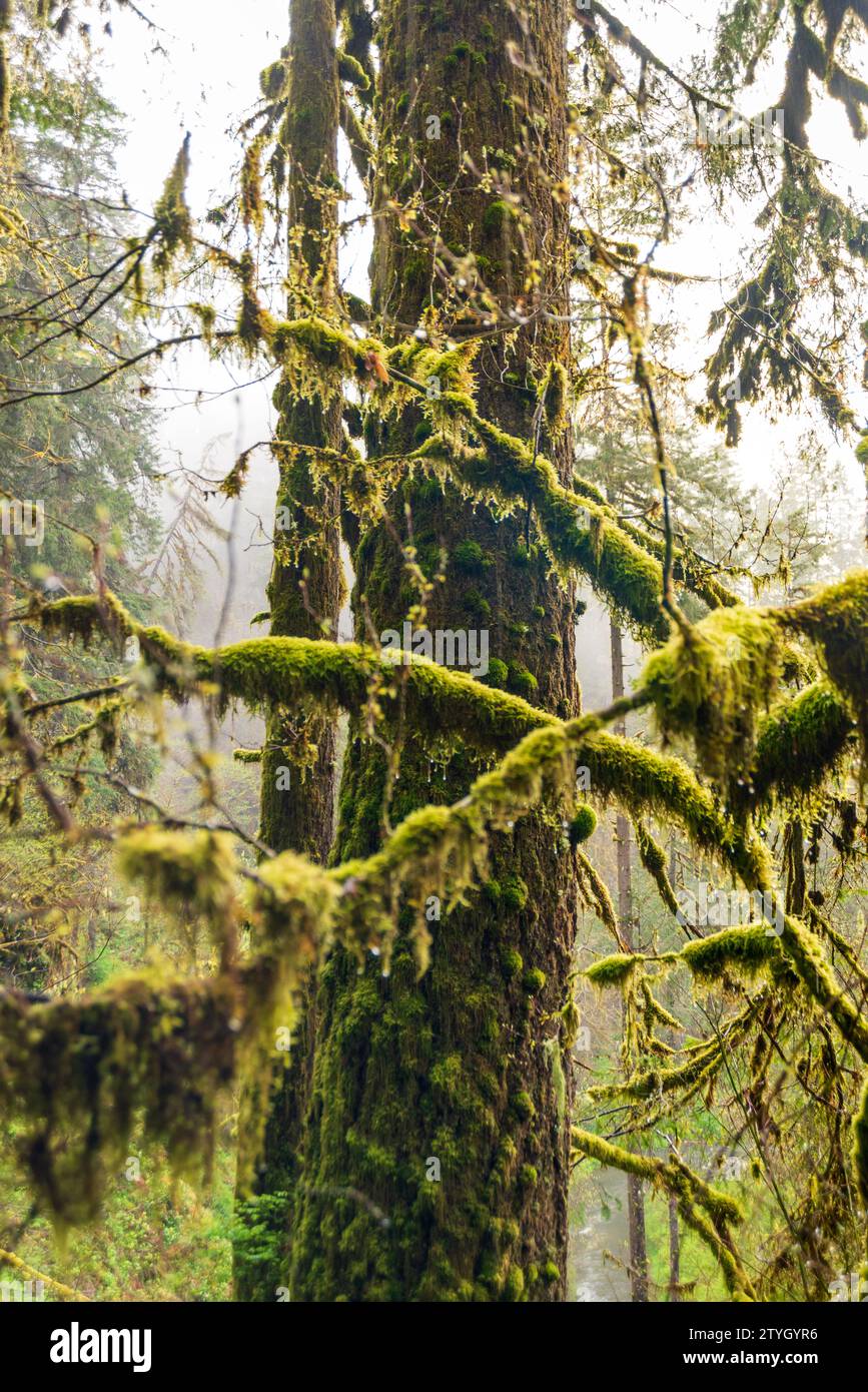 Mossy Tree at Silver Falls State Park, the largest state park in Oregon ...