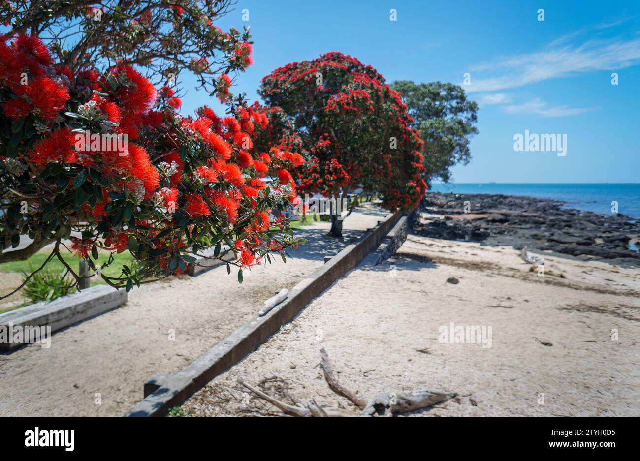 Takapuna beach in summer. Pohutukawa trees in full bloom. Auckland ...