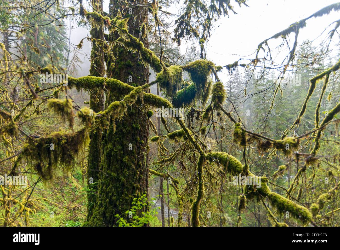 Mossy Tree at Silver Falls State Park, the largest state park in Oregon ...