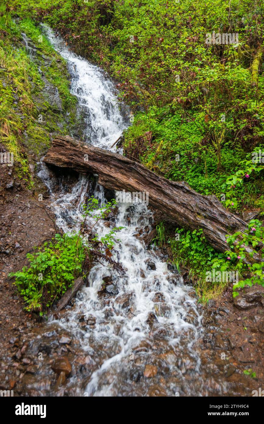 River Running Through Silver Falls State Park, Oregon Stock Photo - Alamy