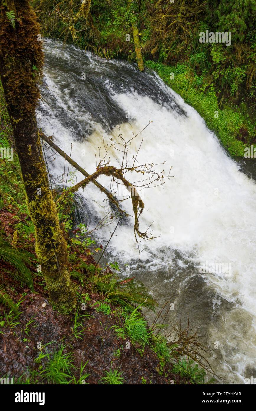 Drake Falls at Silver Falls State Park, the largest state park in ...