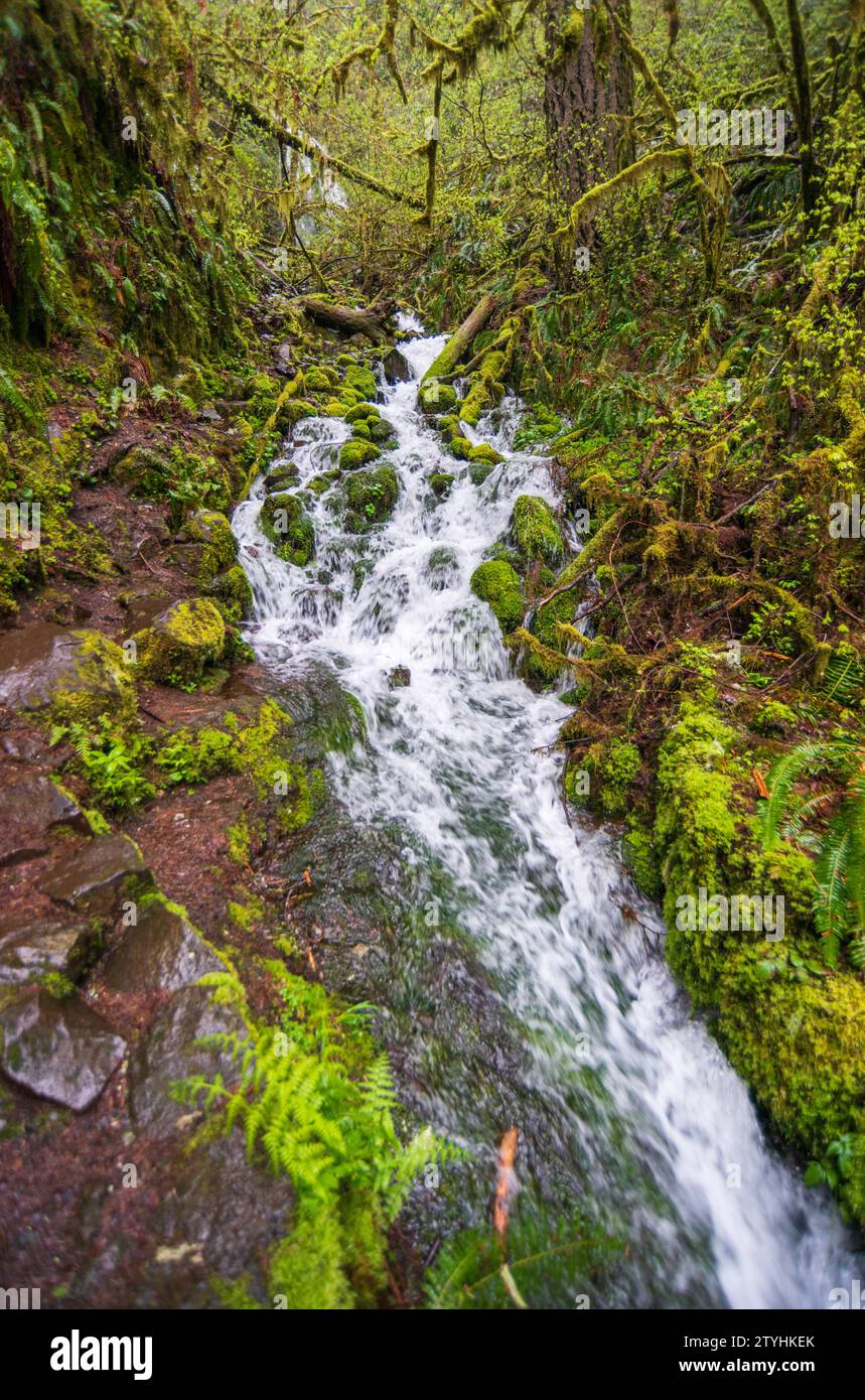 River Running Through Silver Falls State Park, Oregon Stock Photo - Alamy
