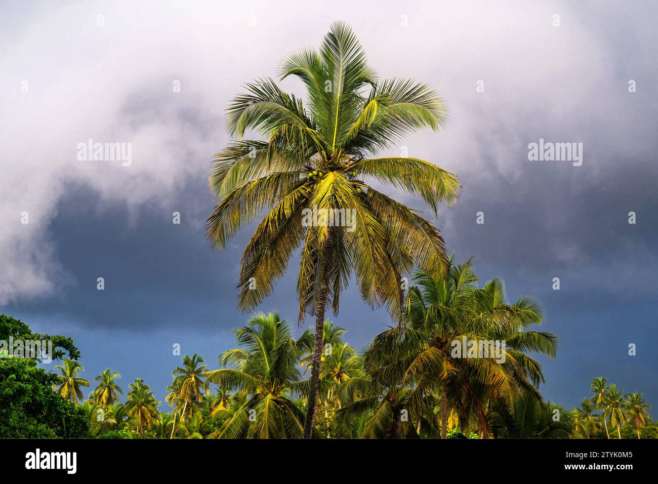 Illuminated coconut palm grove against backdrop of threatening weather ...