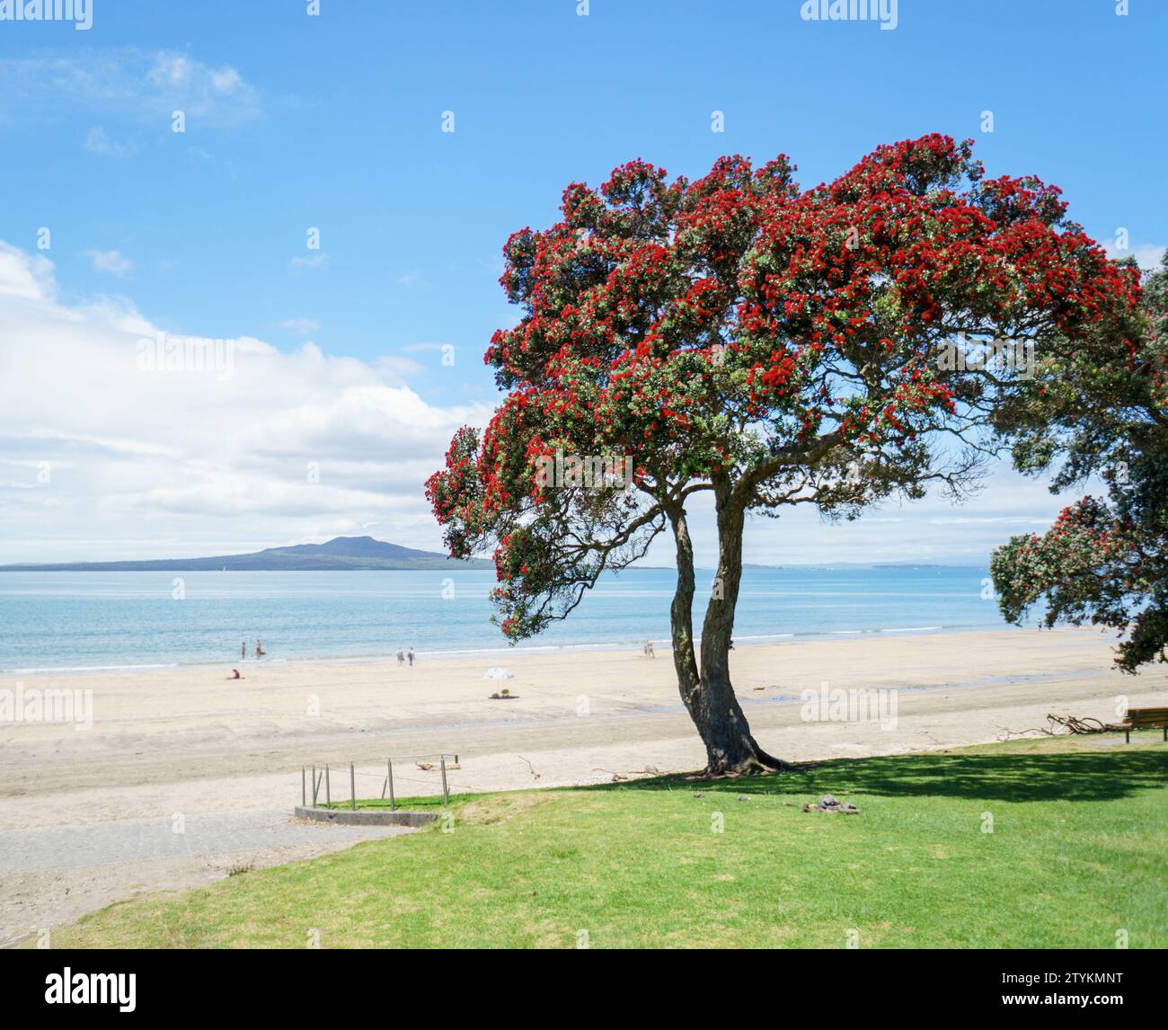 Pohutukawa trees in full bloom. Rangitoto Island in the distance ...