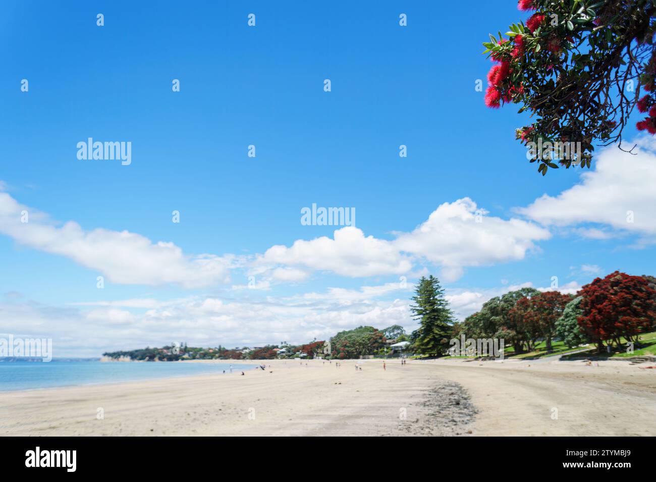 Pohutukawa trees in bloom along Takapuna Beach. Auckland Stock Photo ...