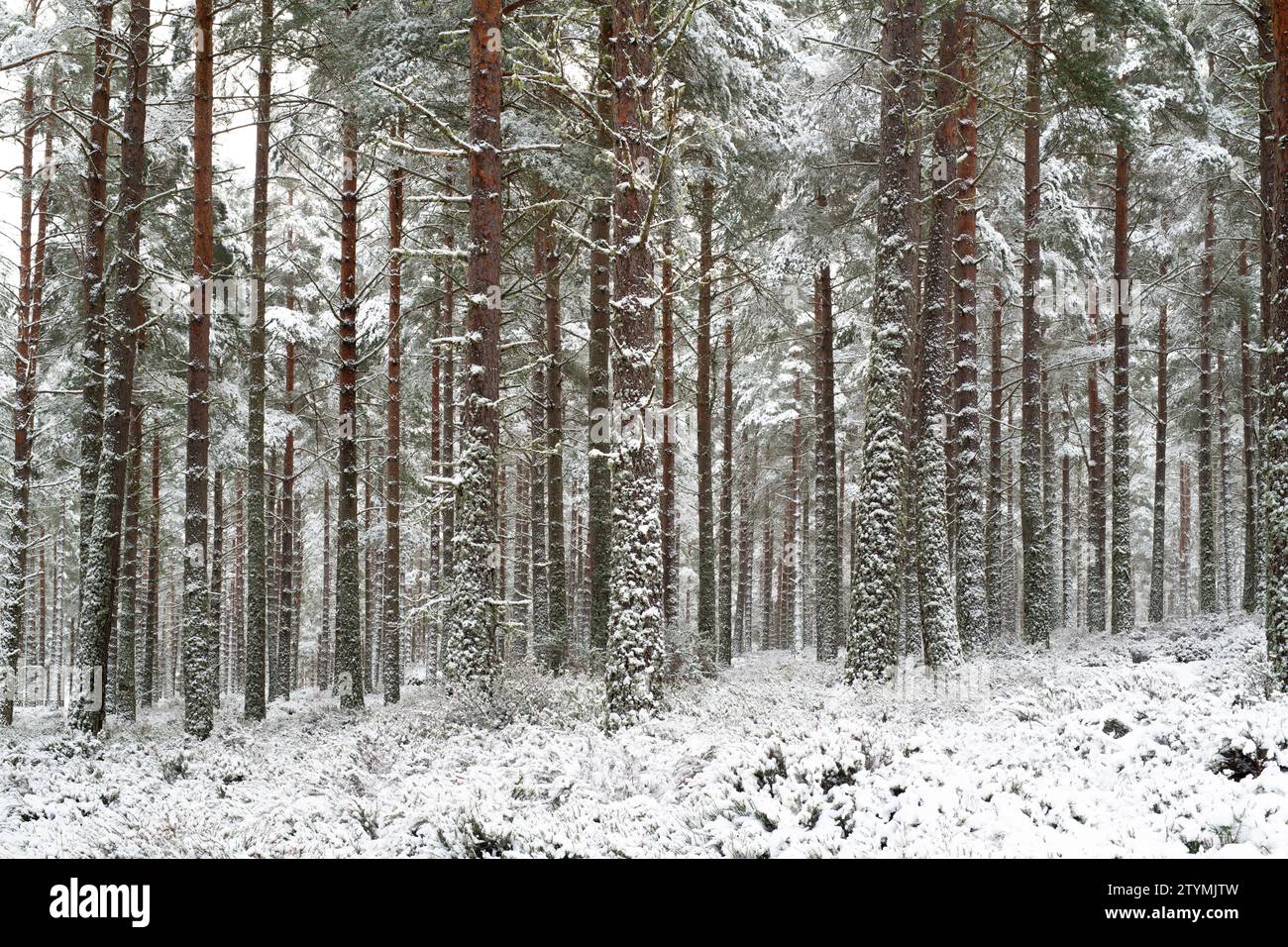 Scots pine wood trees hi-res stock photography and images - Alamy