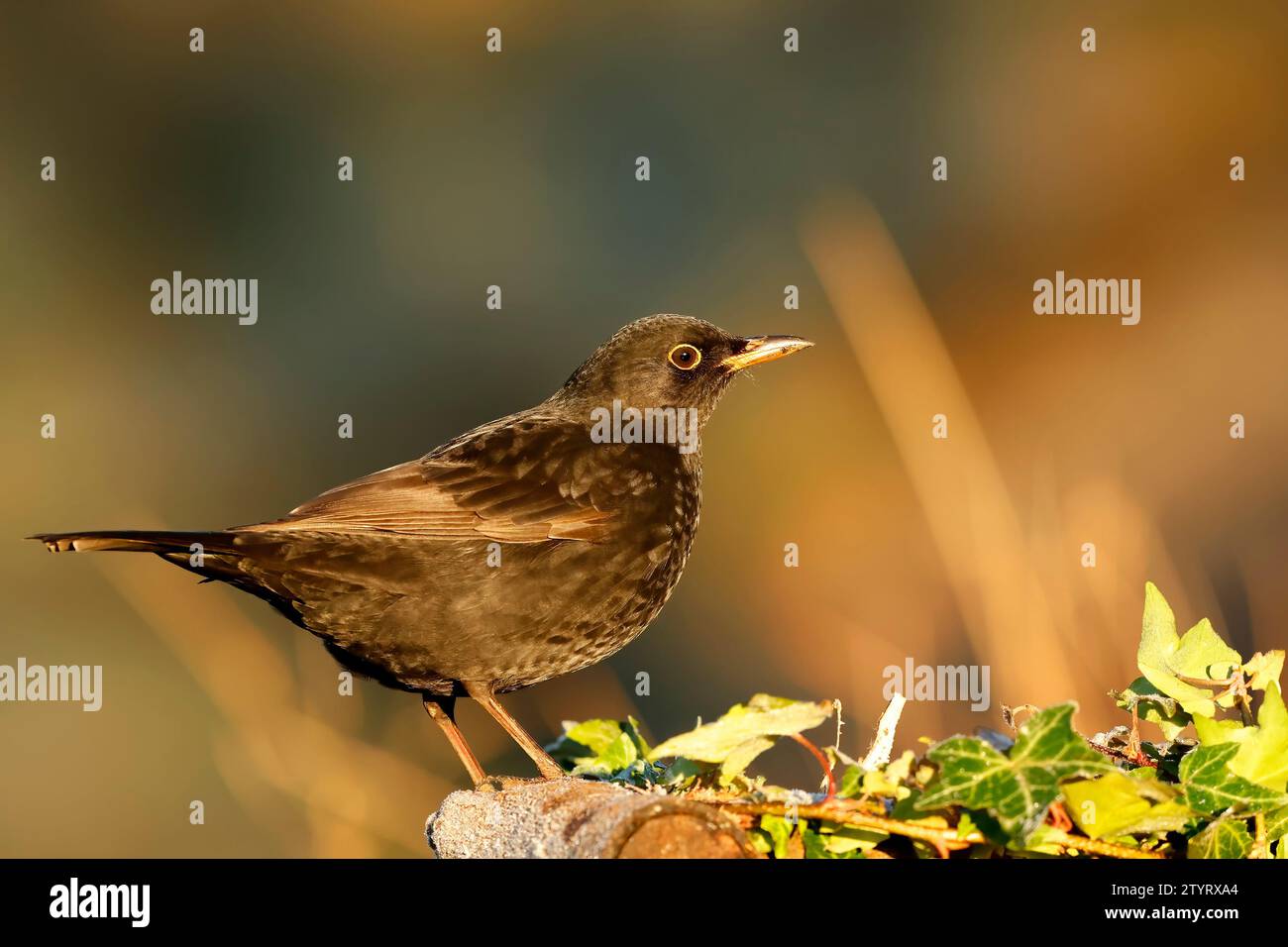 Thin billed bird hi-res stock photography and images - Alamy