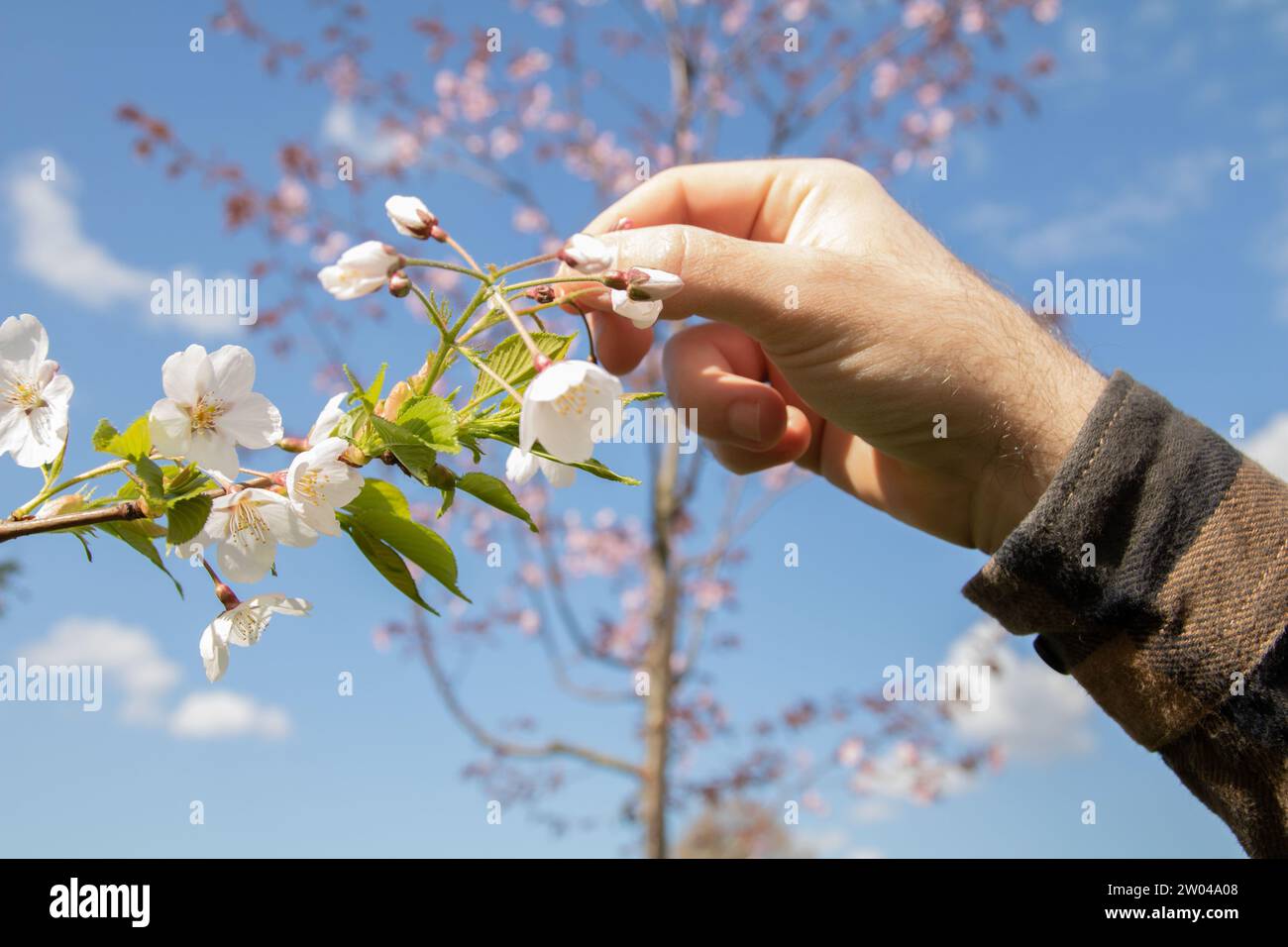 photography, tree branch, flower petals, the hand of man, clear sky ...