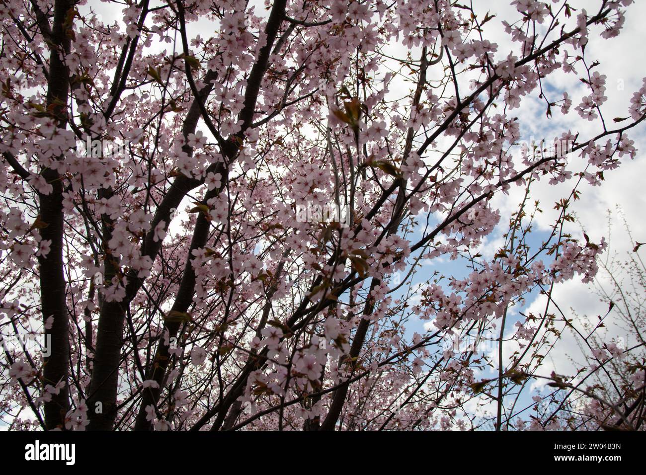 photo captures the essence of spring as a cherry tree bursts into bloom ...