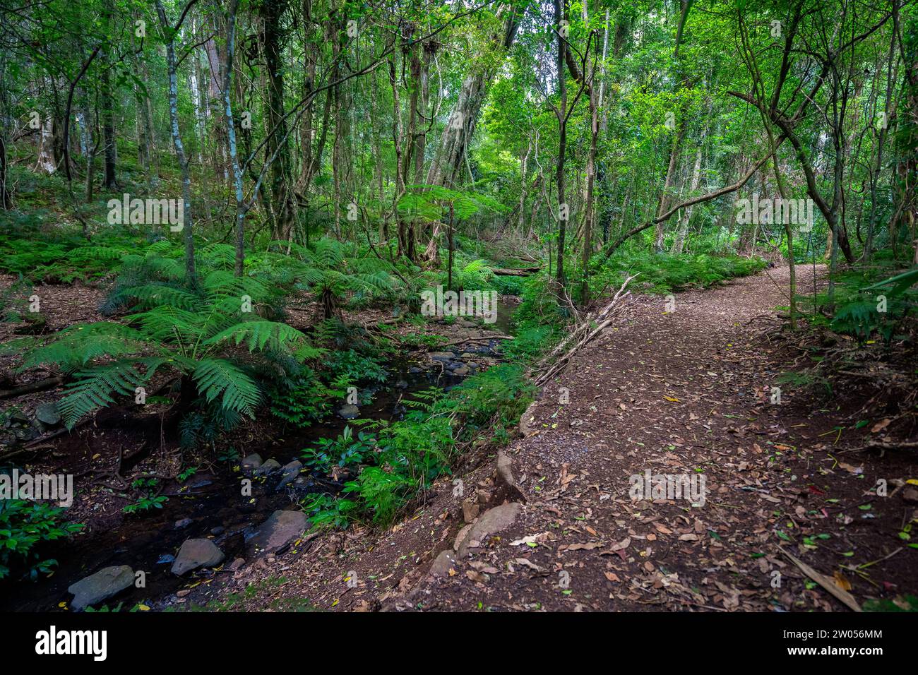 Walking track through the forest in Bunya Mountains National Park ...