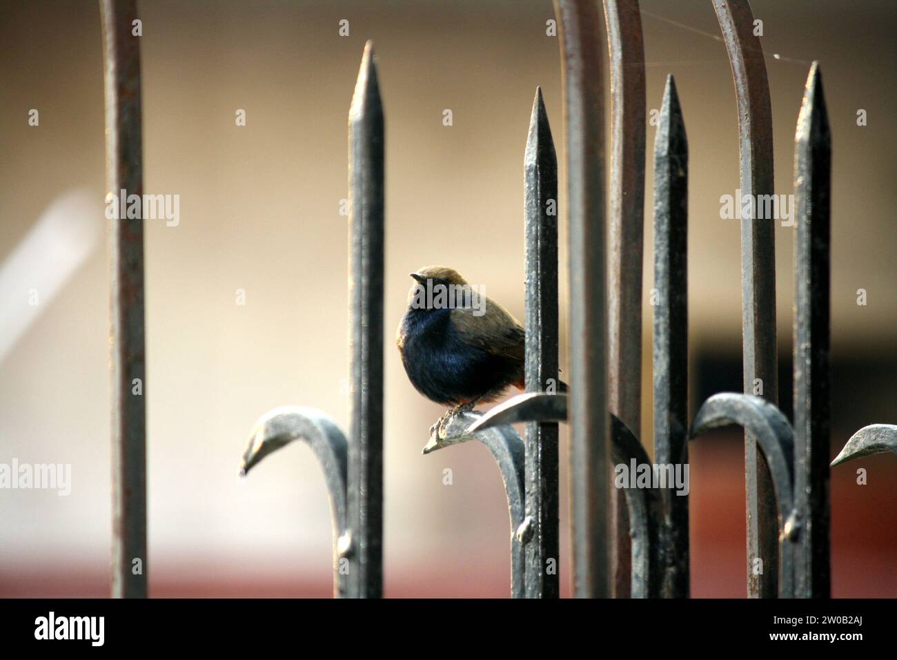 Male Indian robin (Copsychus fulicatus) on boundary wall/railing : (pix ...