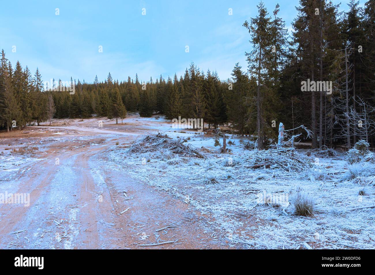 glade in a spruce forest in a winter frosty day Stock Photo - Alamy