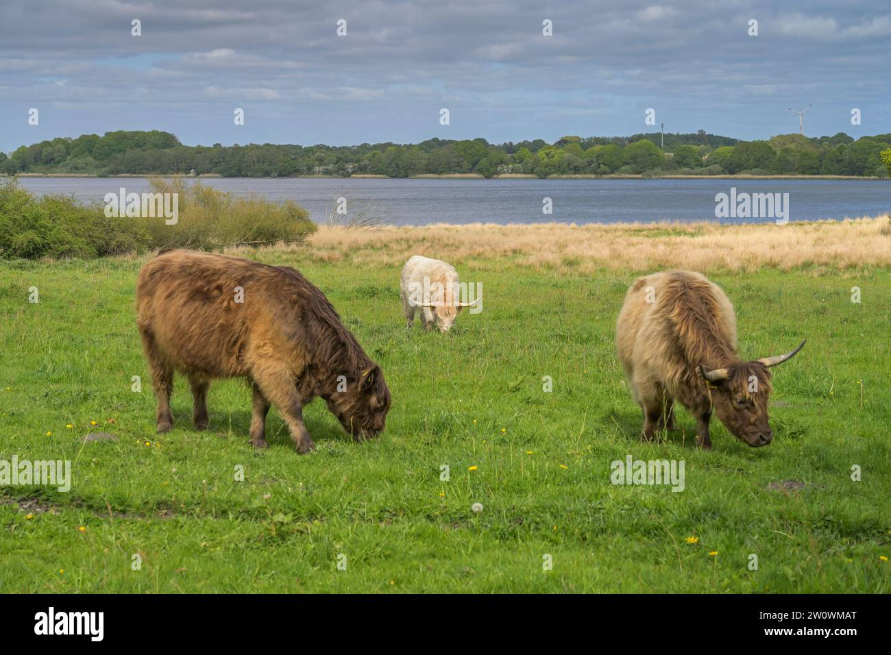 Galloway Rinder, Weide, Wikinger Museum Haithabu, Schleswig, Schleswig ...
