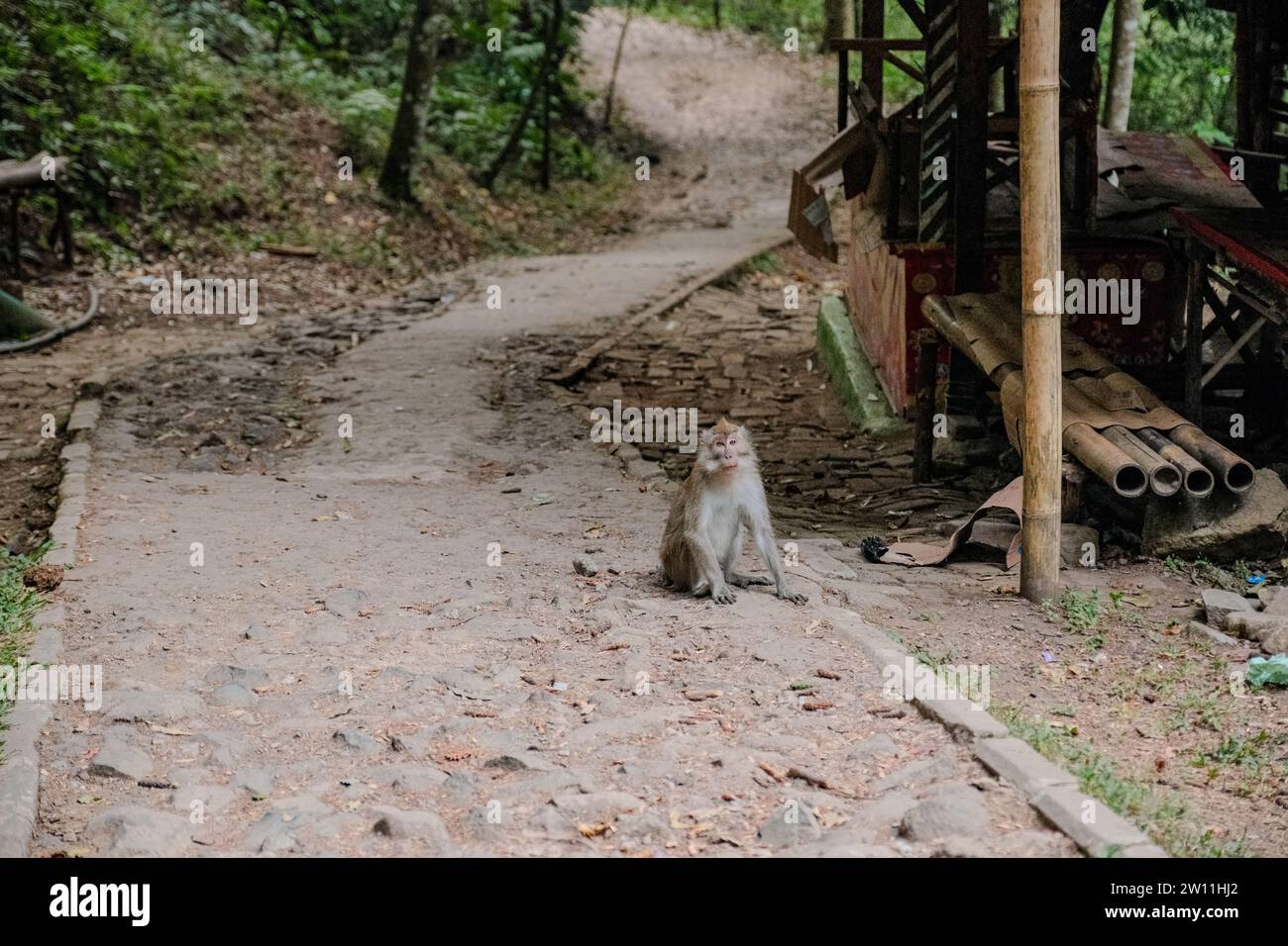 Witness a moment of tranquility as a content monkey lounges on a ...