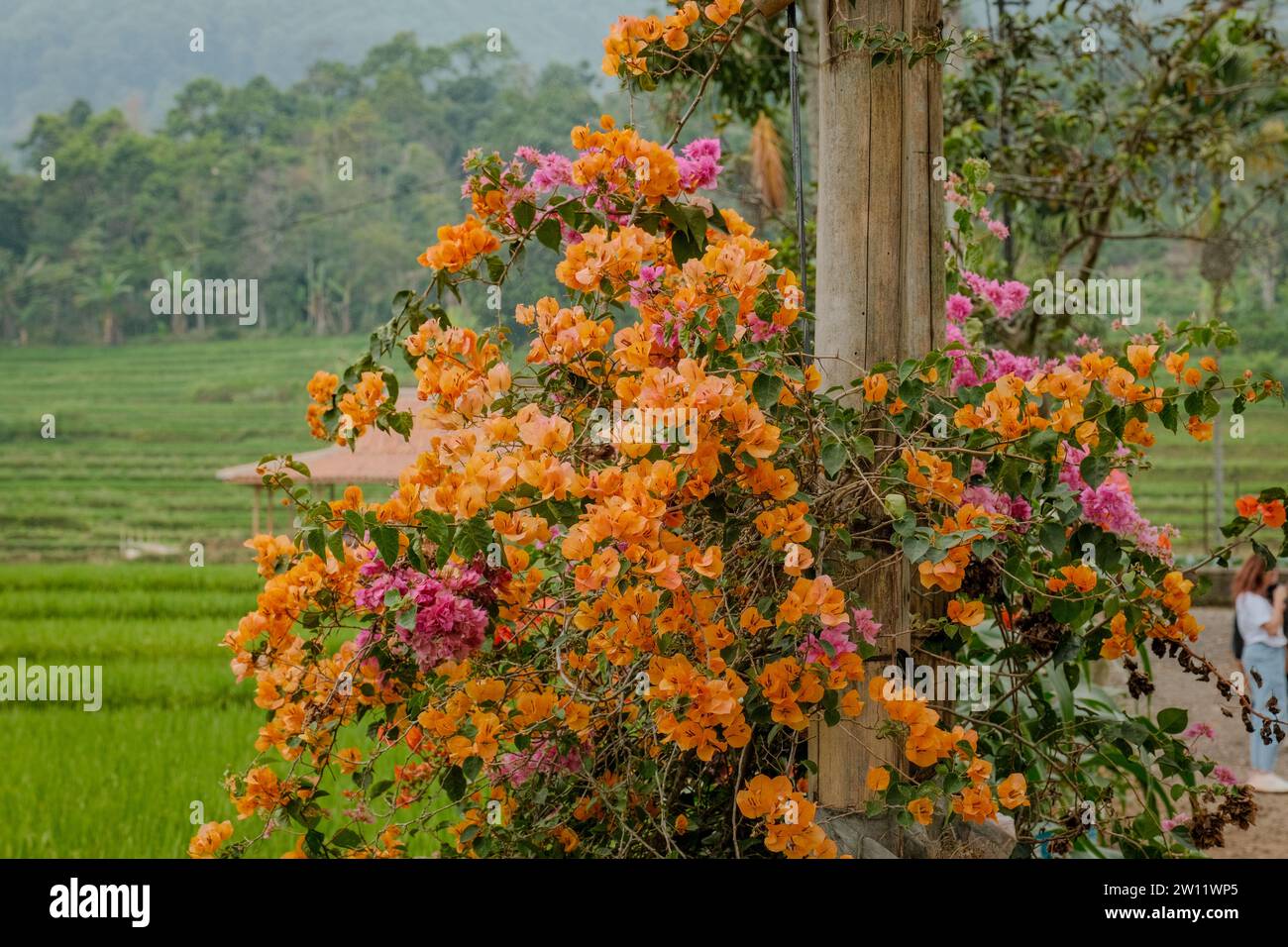 Graceful orange flowers bloom on a rustic wooden pole against the lush nature backdrop of Java ...