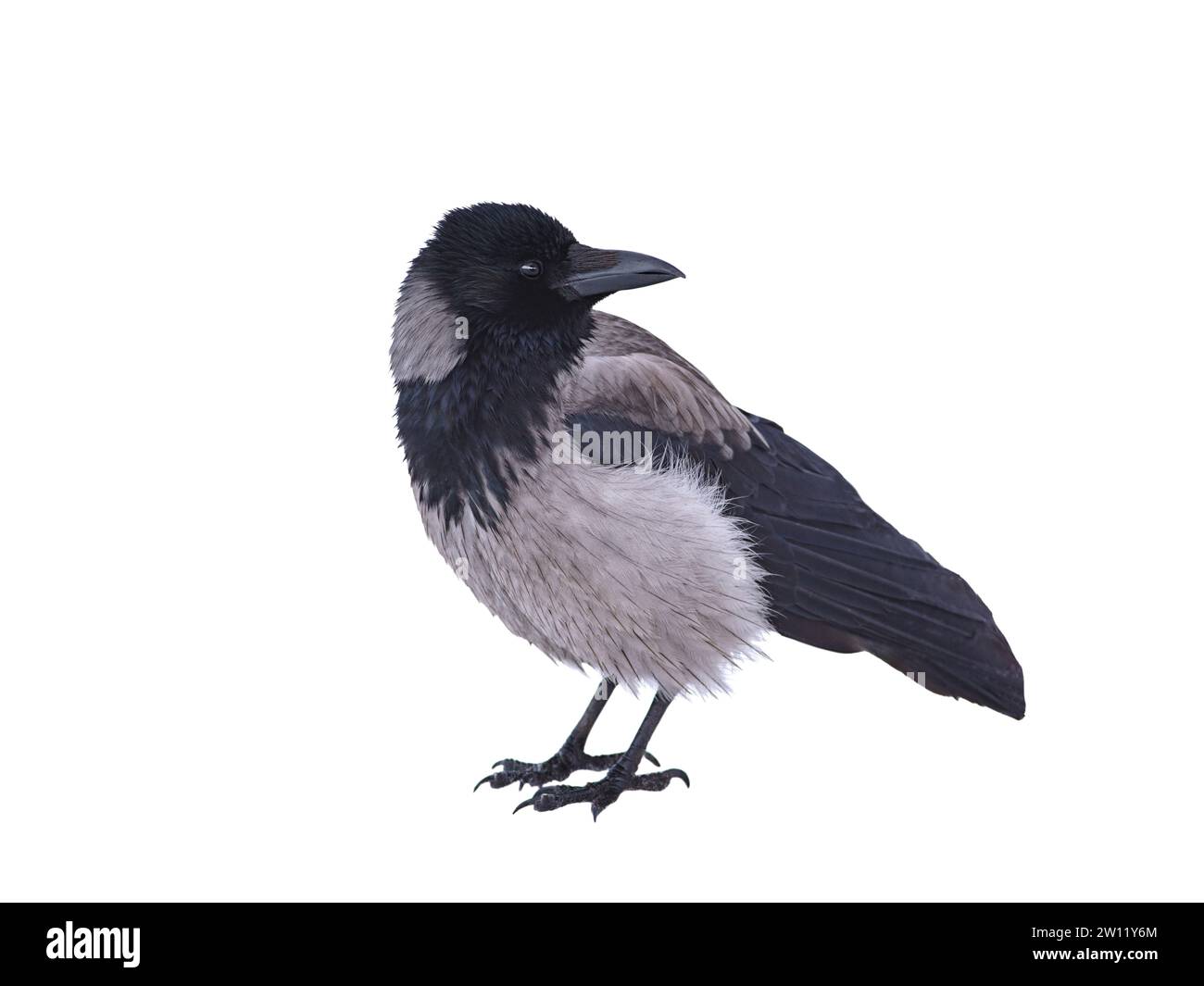 grey crow isolated on white background Stock Photo - Alamy
