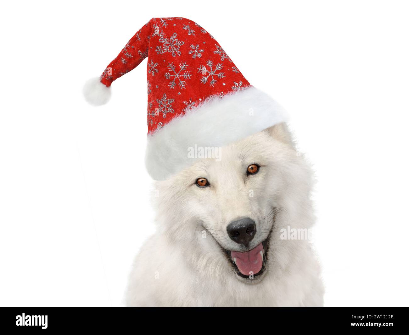 white wolf in santa claus hat isolated on white background Stock Photo ...