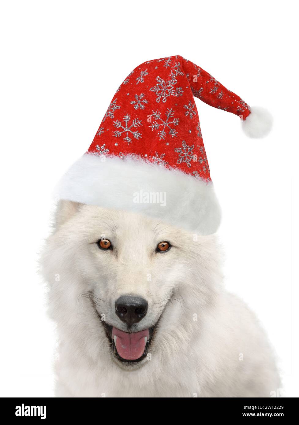 white wolf in santa claus hat isolated on white background Stock Photo ...
