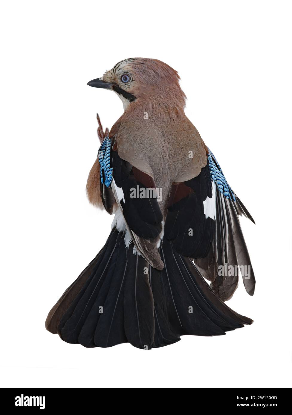 jay with a beautiful tail isolated on a white background Stock Photo ...