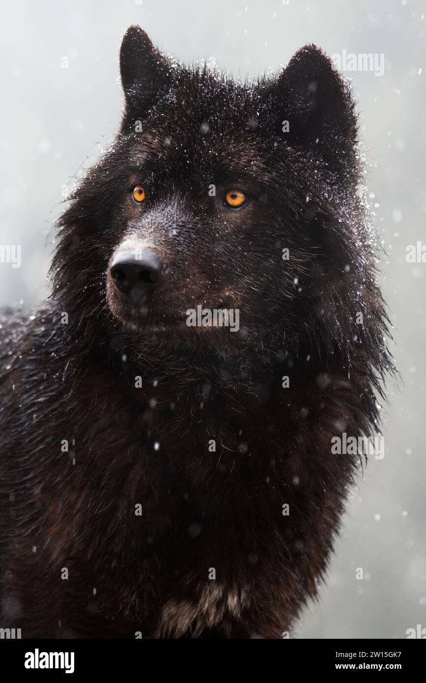Canadian wolf against a forest background Stock Photo - Alamy