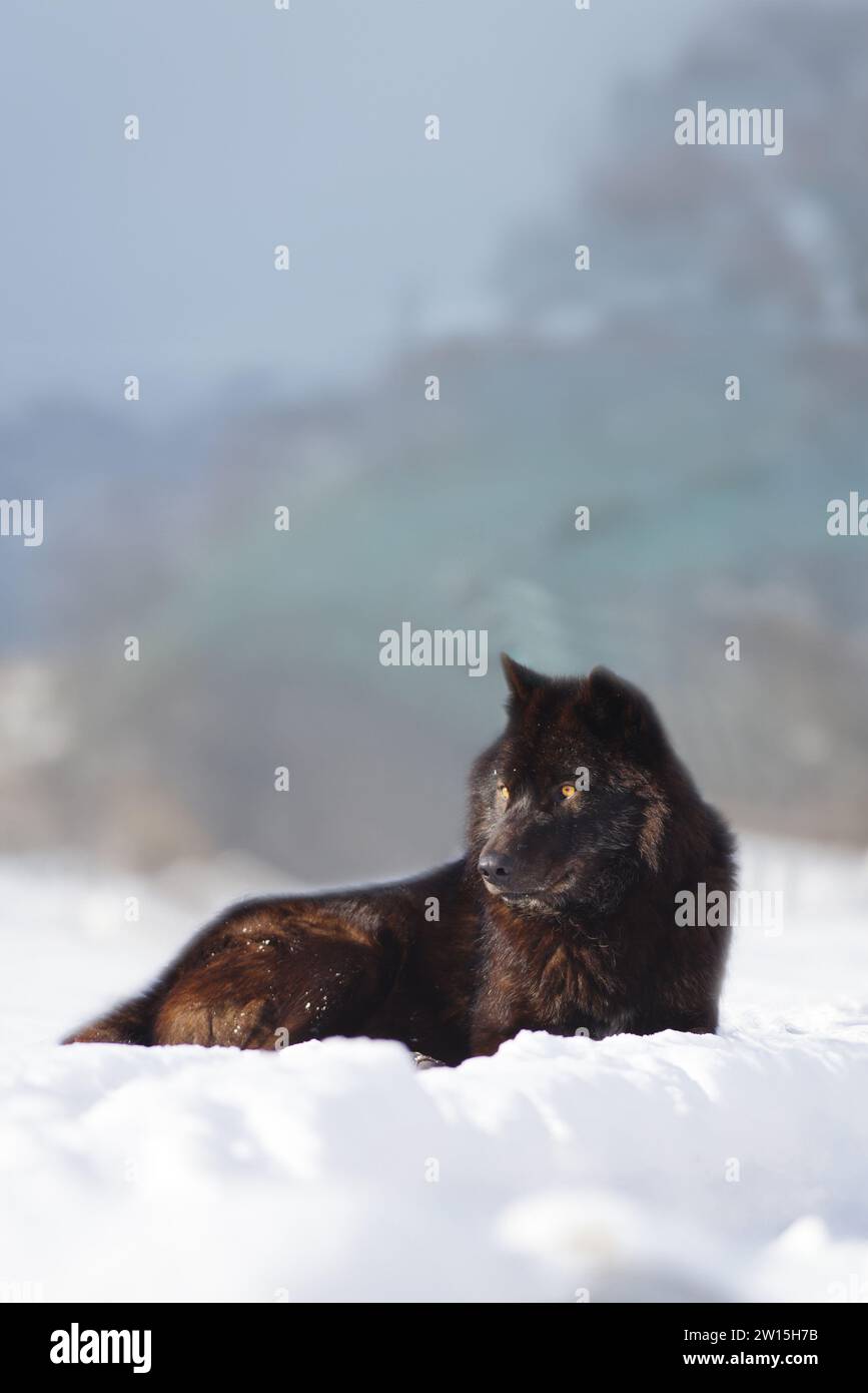 black wolf lying on the snow in the sun Stock Photo - Alamy