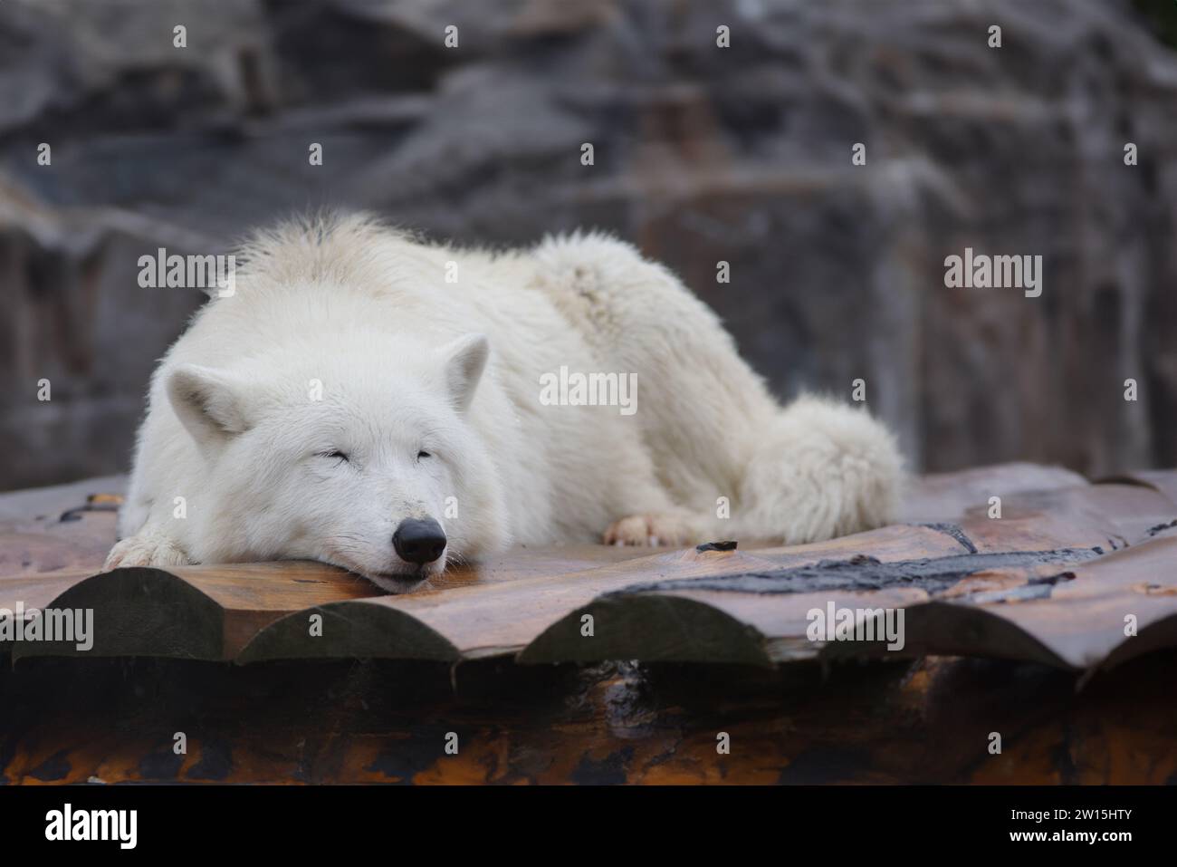 sleeping Arctic wolf on a blurred background Stock Photo - Alamy