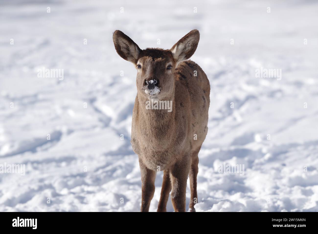 Female deer standing hi-res stock photography and images - Alamy