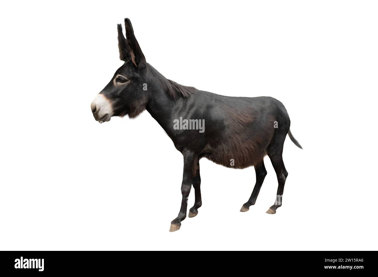 black donkey isolated on a white background Stock Photo - Alamy