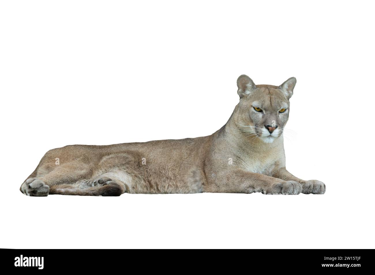 puma isolated on white background Stock Photo - Alamy