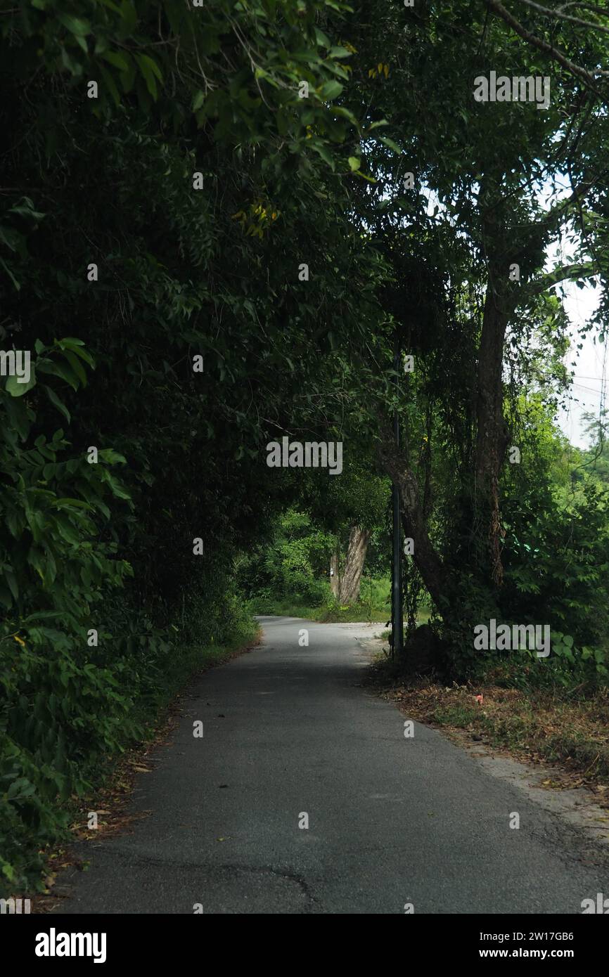 A dark and eerie street, with old overgrown trees blocking the sunlight ...