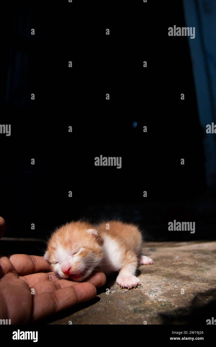 New born baby kitten Stock Photo - Alamy