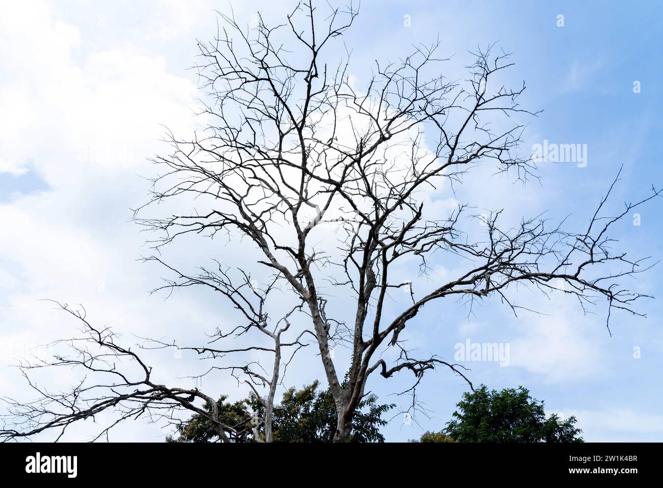 tree background images Stock Photo - Alamy