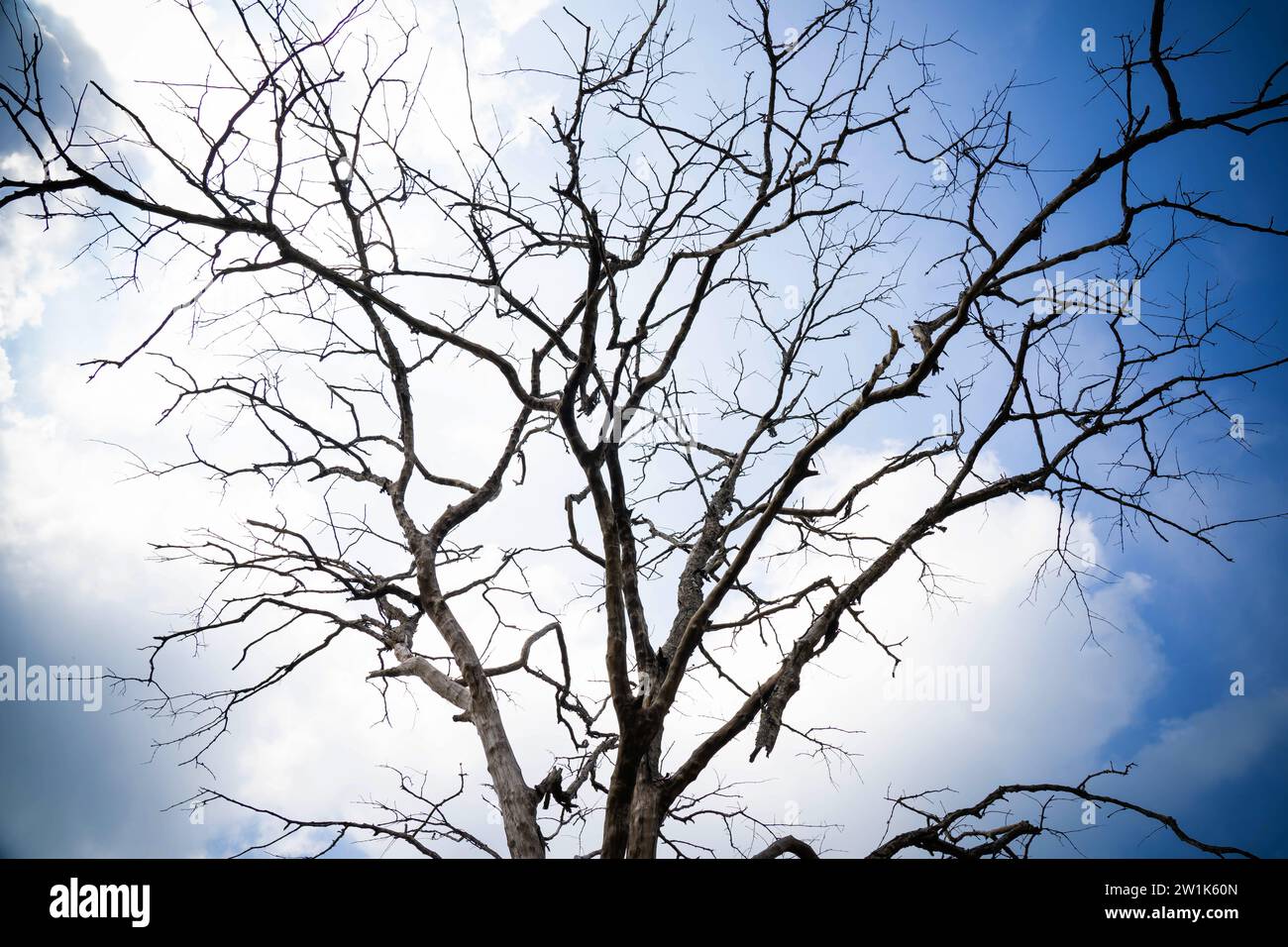 tree background images Stock Photo - Alamy