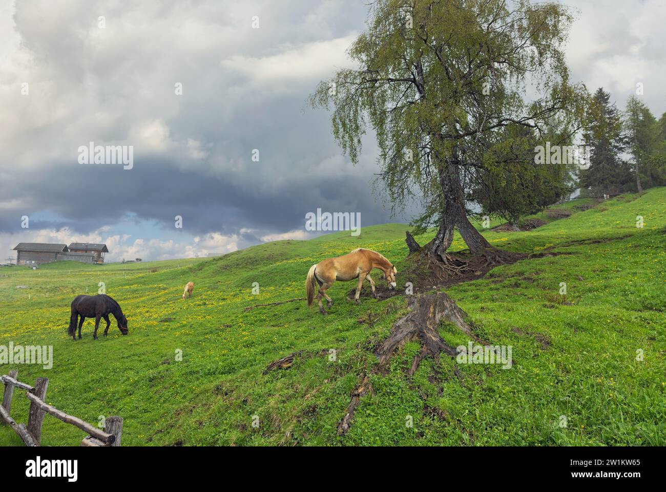 red horse in alpine meadows italy Stock Photo - Alamy